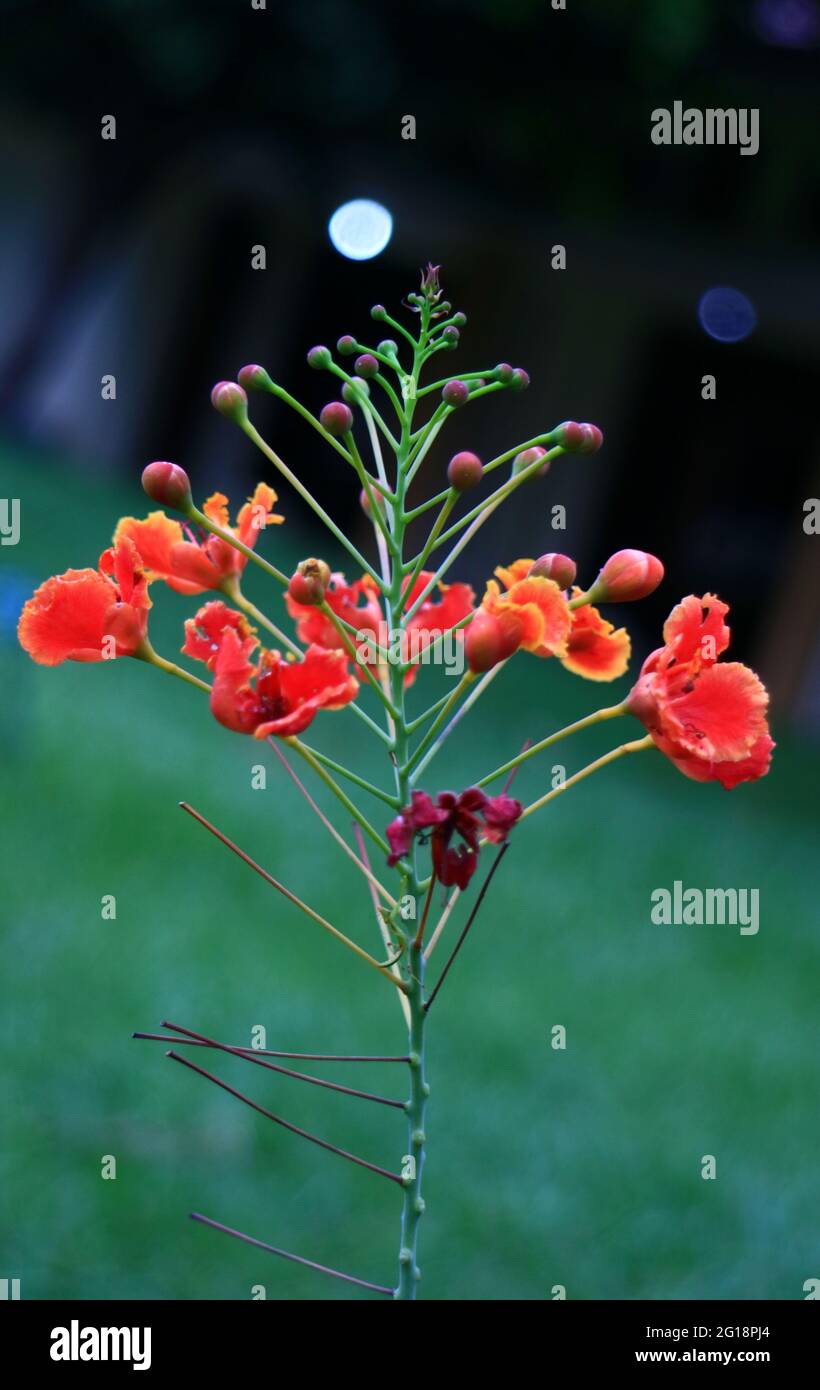 Red flamboyan hi-res stock photography and images - Alamy