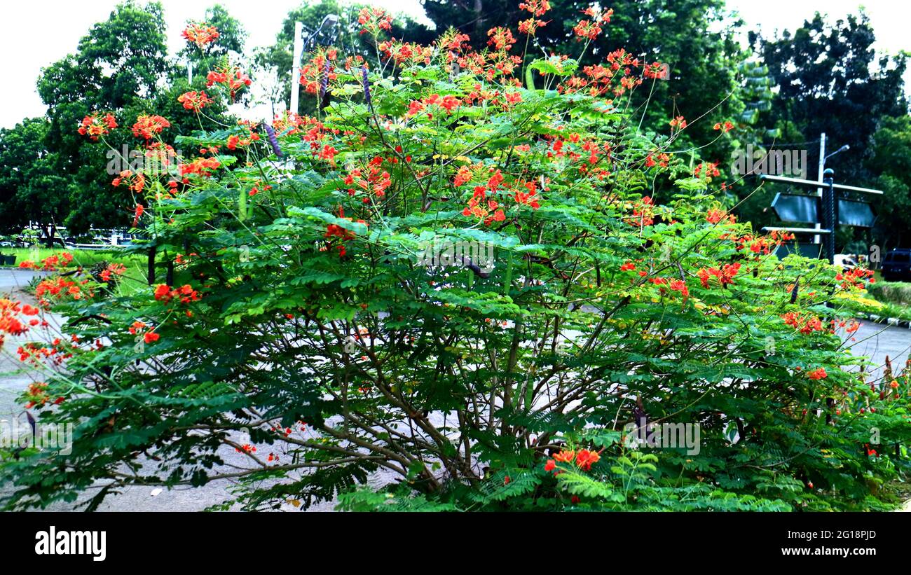 Red flamboyan hi-res stock photography and images - Alamy