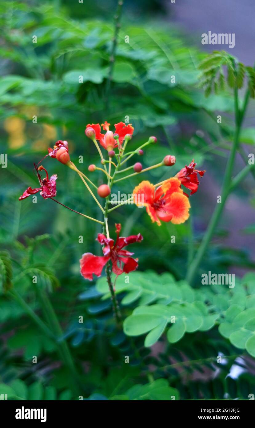 Red flamboyan hi-res stock photography and images - Alamy