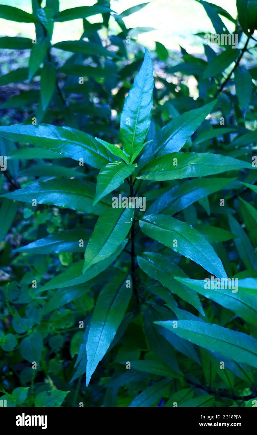 Justicia gendarussa hi-res stock photography and images - Alamy