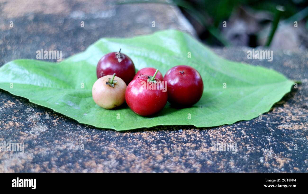 Flacourtia inermis or lovi-lovi on leaf. In Indonesia called lobi lobi ...