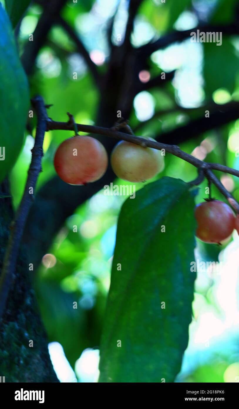 Lovi lovi hi-res stock photography and images - Alamy