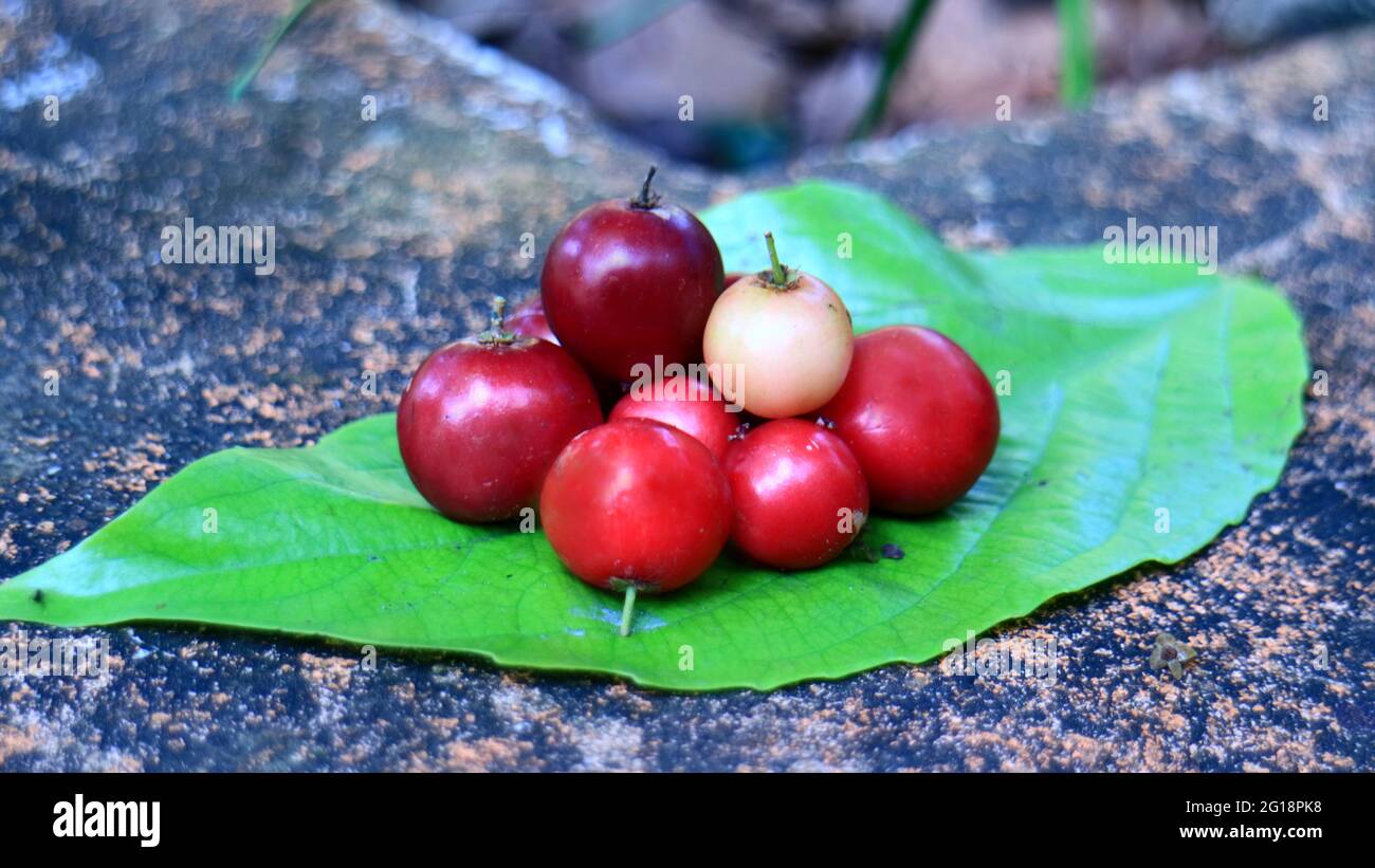 Lovi berry hi-res stock photography and images - Alamy