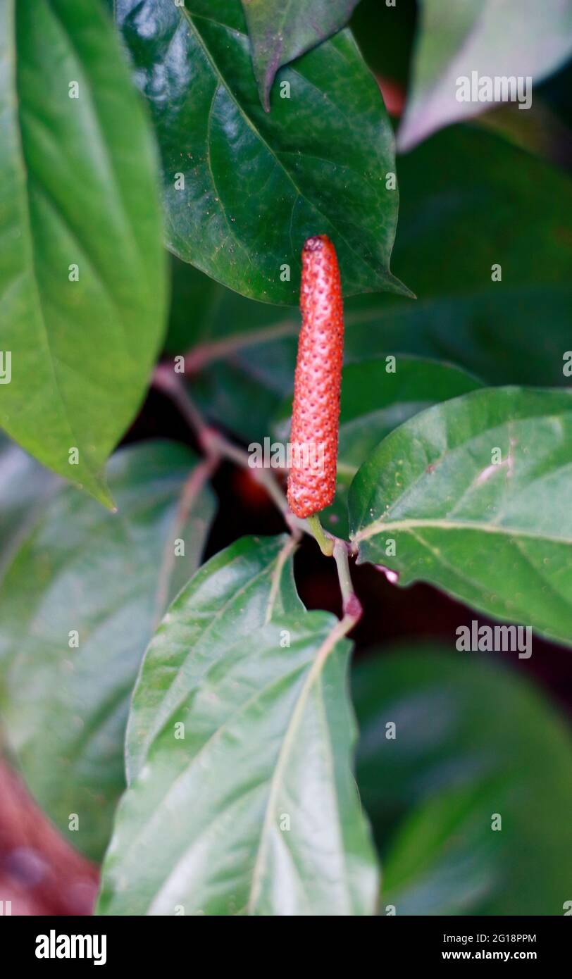 Javanese long pepper or Piper retrofractum grow on tree. In Indonesia ...