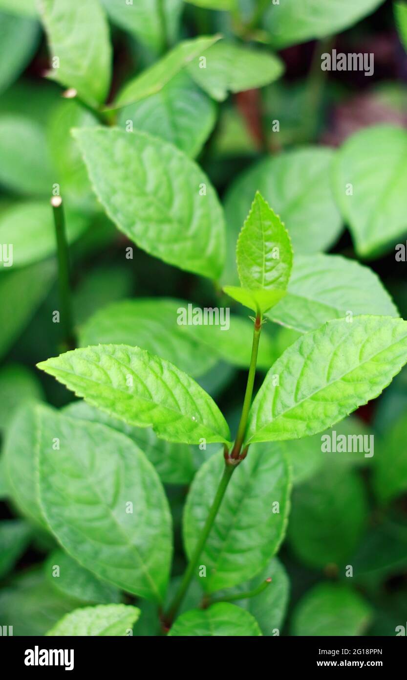 Chlorantus Officialis or heuras tulang plant in the garden Stock Photo ...