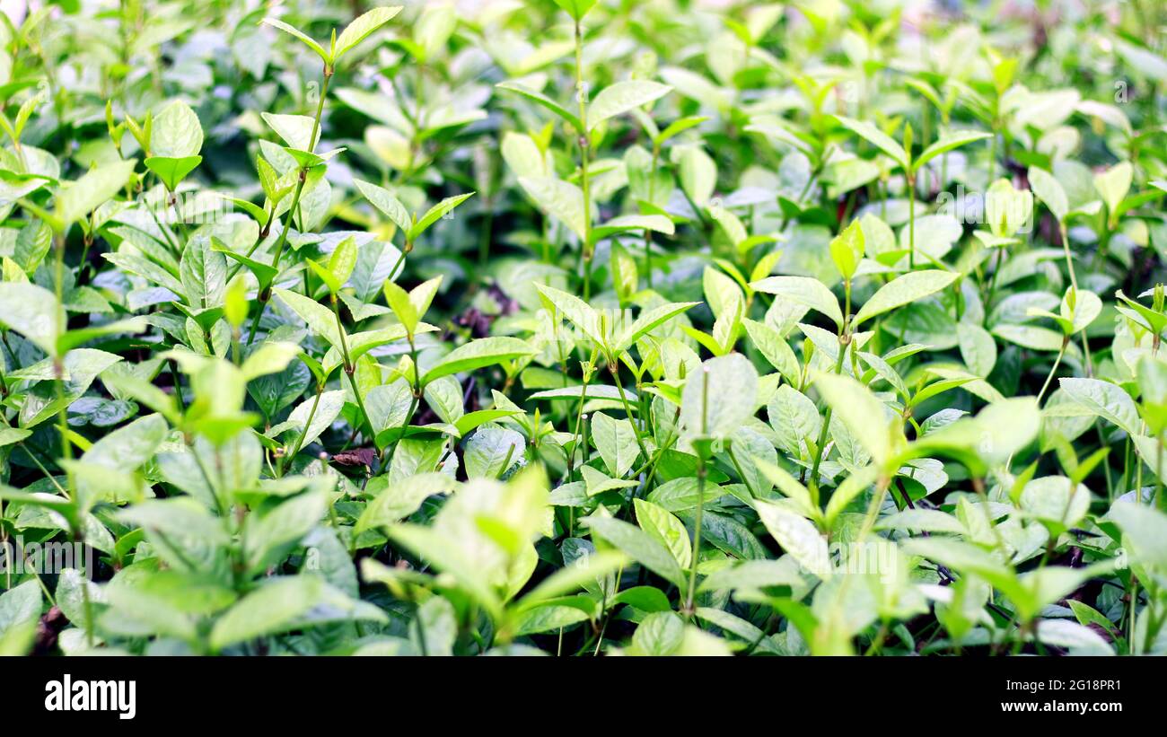 Chlorantus Officialis or heuras tulang plant in the garden Stock Photo ...