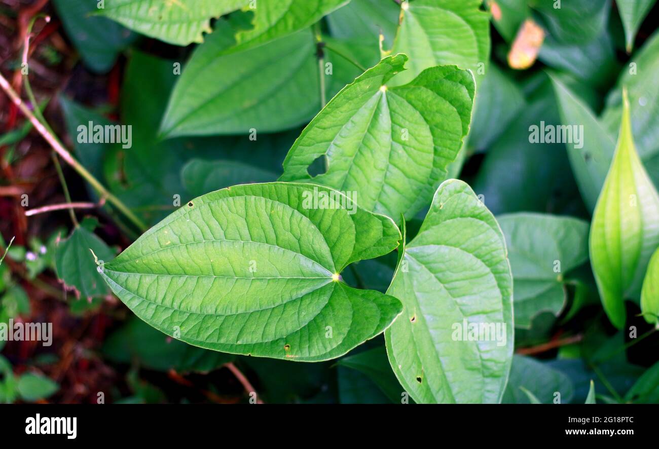 Dioscorea hispida hi-res stock photography and images - Alamy