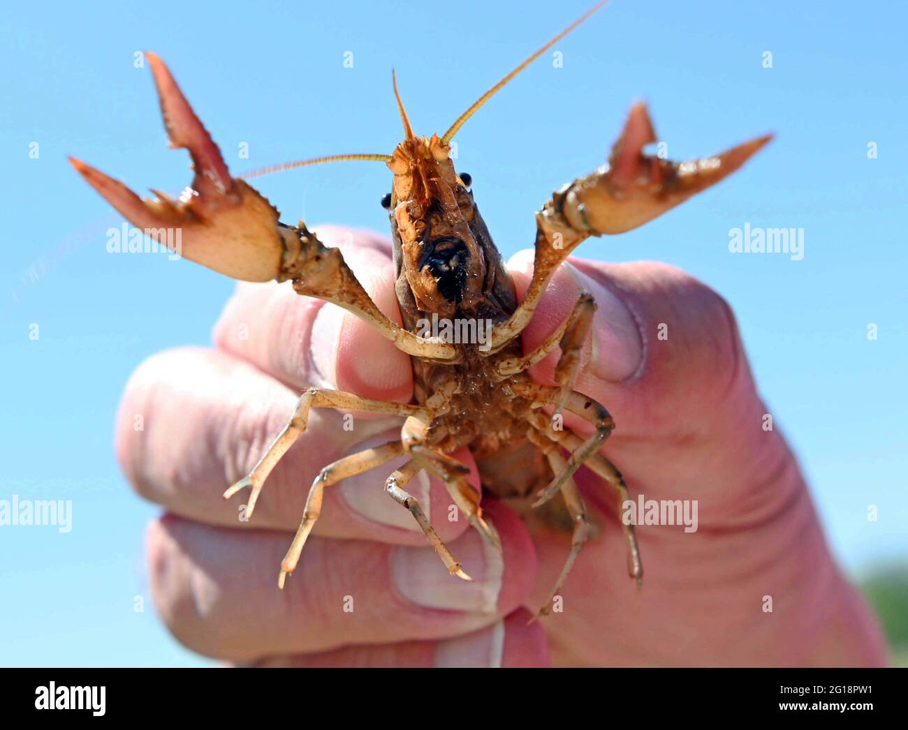 Calico crayfish hi-res stock photography and images - Alamy