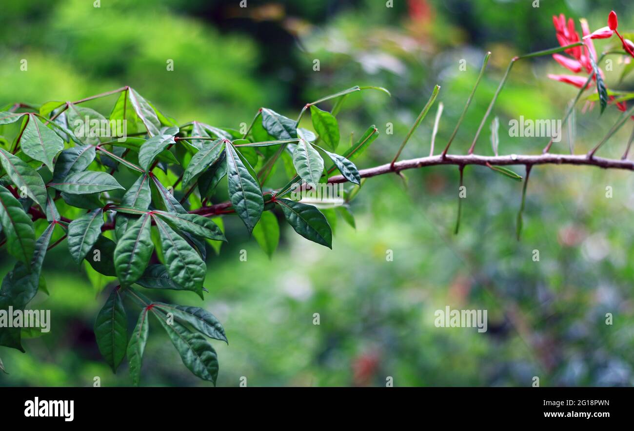 Amargo or genteng peujit plant in the garden. Also known as Quassia ...