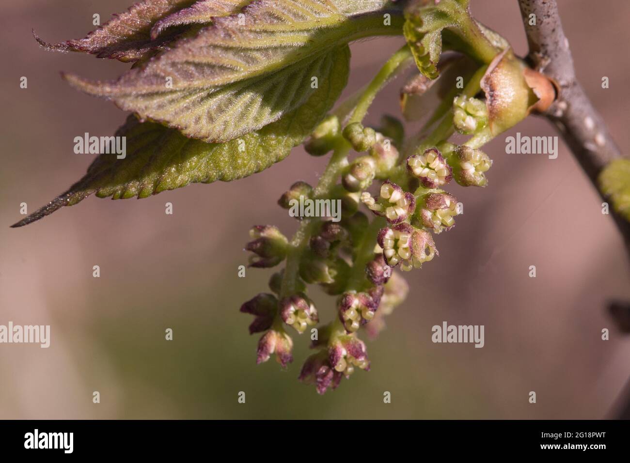 Mulberry flowers and leaf Stock Photo - Alamy