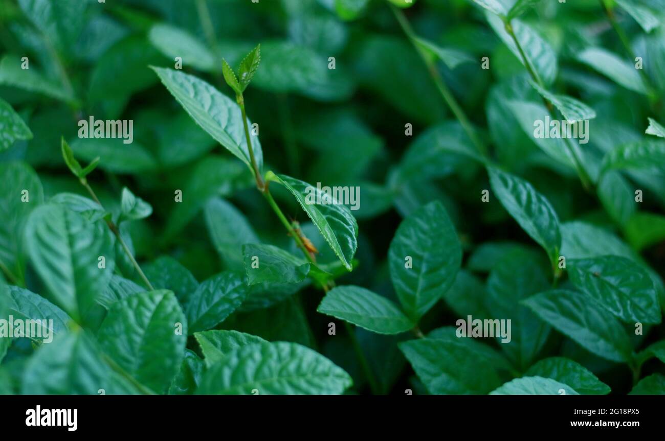 Heuras tulang leaf or Chloranthus officinalis in the garden Stock Photo ...