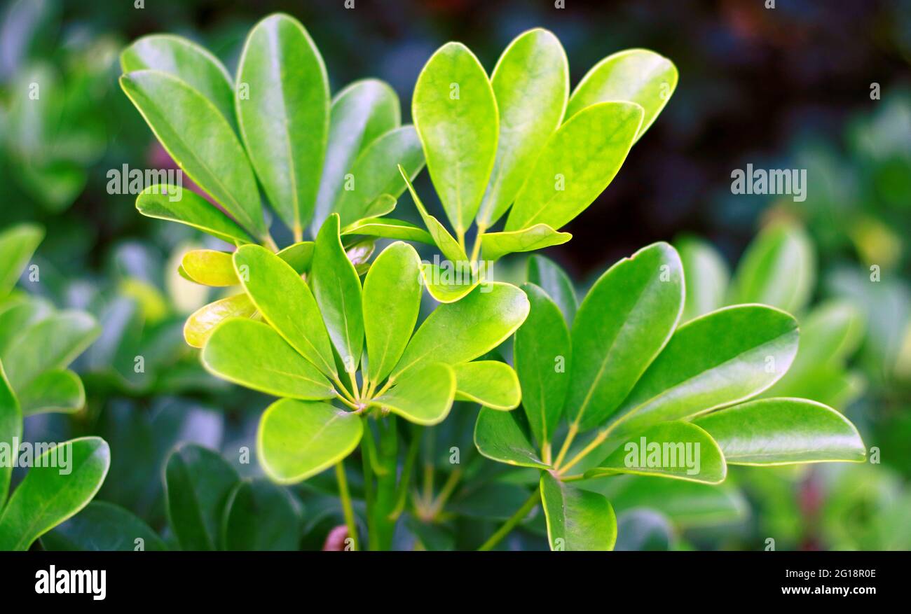 Cape jasmine or Gardenia jasminoides plant in the garden. In Indonesia ...
