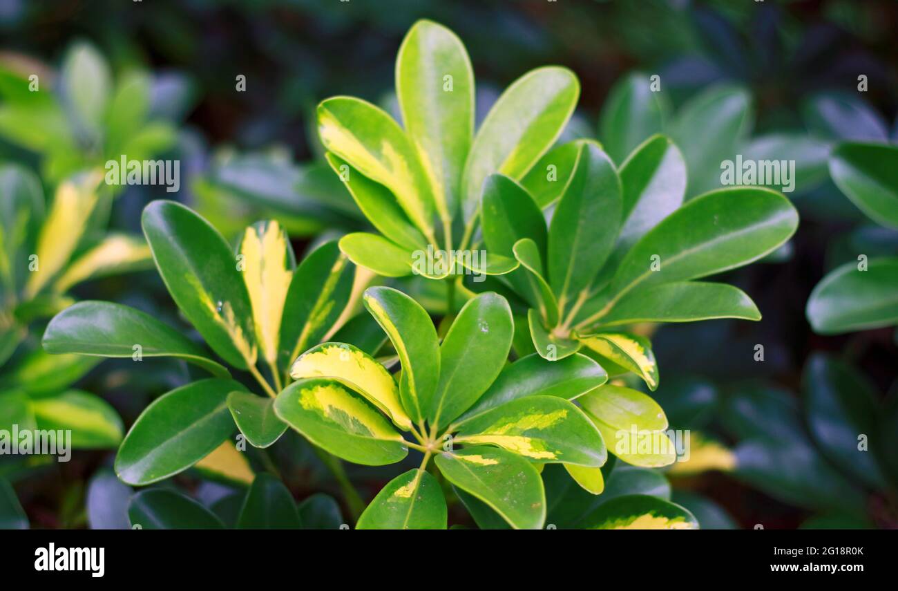 Cape jasmine or Gardenia jasminoides plant in the garden. In Indonesia ...