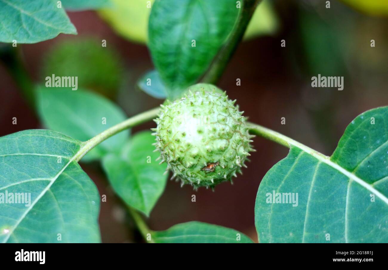 Indian thornapple hi-res stock photography and images - Alamy