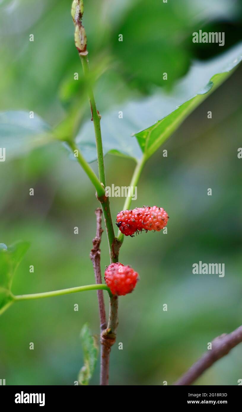 Morus alba or mulberry fruit grow on the plant Stock Photo - Alamy