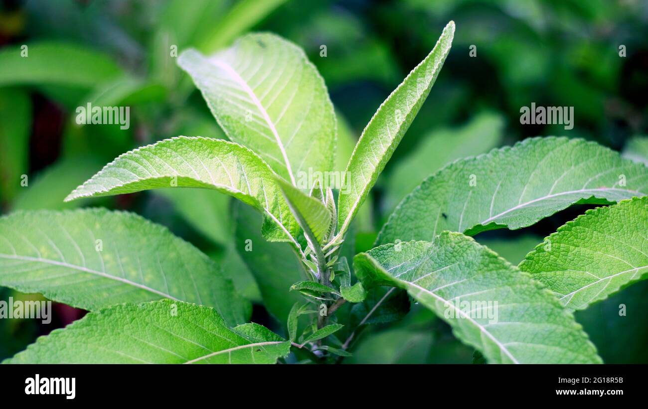 Champor champor hi-res stock photography and images - Alamy