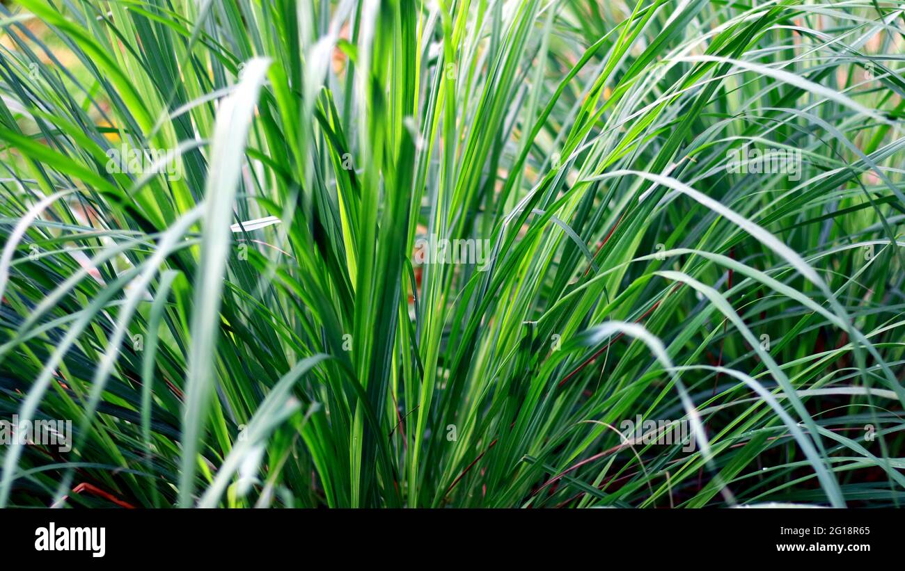 Lemon grass or Cymbopogon citratus in the garden Stock Photo - Alamy