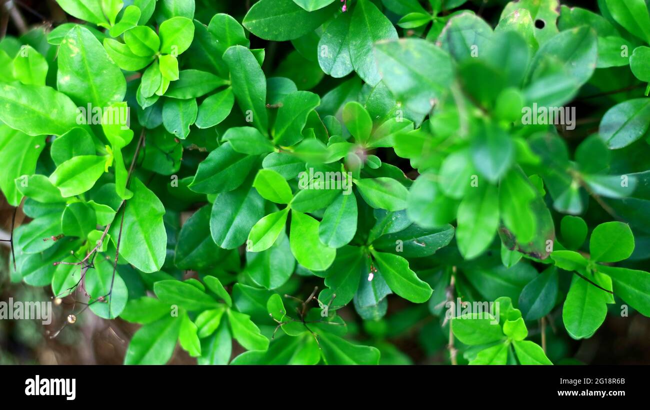 Som Jawa or Talinum paniculatum plant in the garden Stock Photo - Alamy