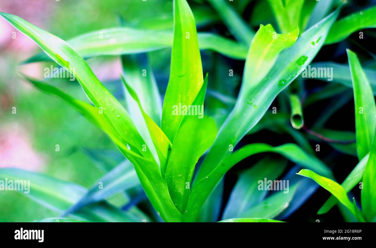Dracaena angustifolia or suji plant in the garden Stock Photo - Alamy