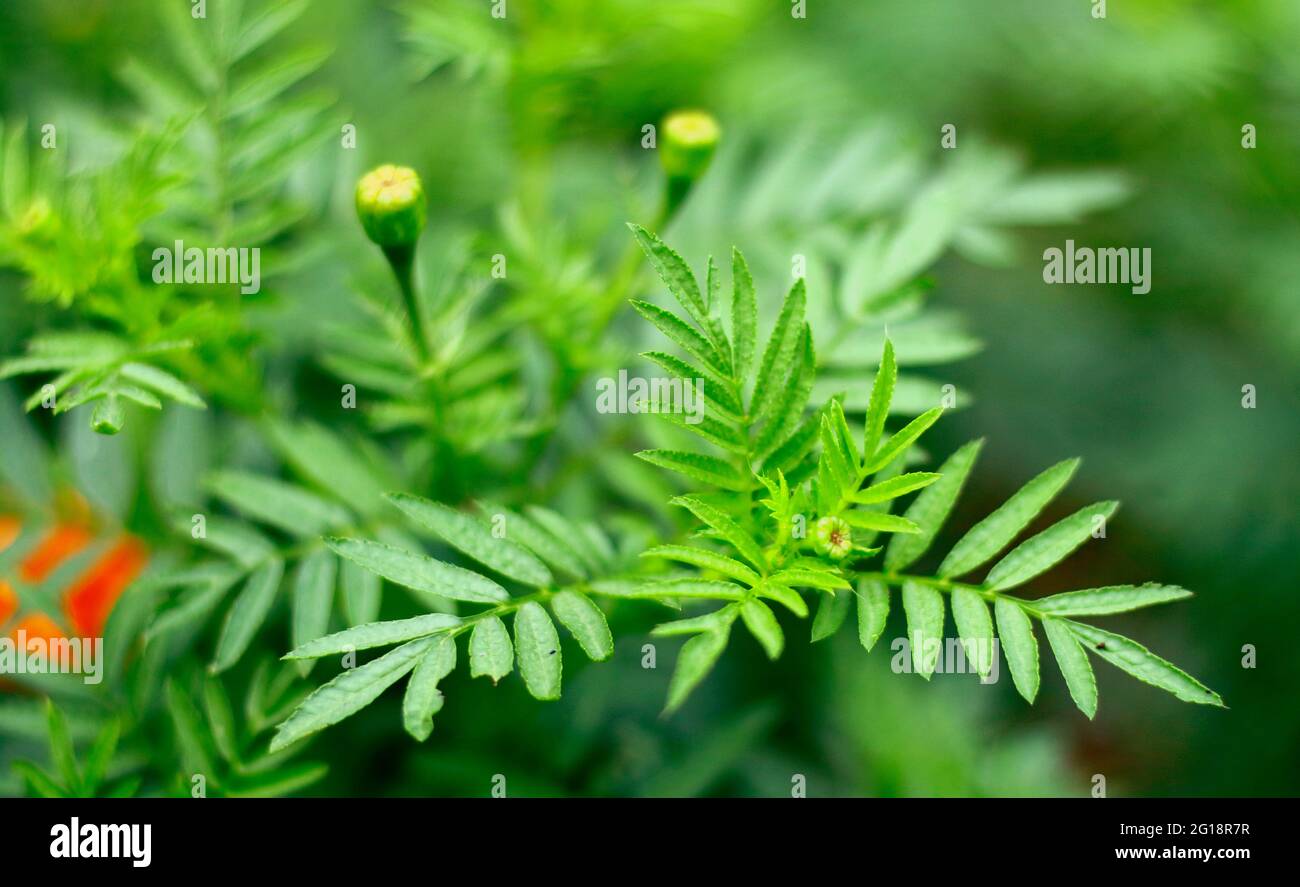 Mexican marigold or Aztec marigold tree in the garden. Tagetes erecta ...