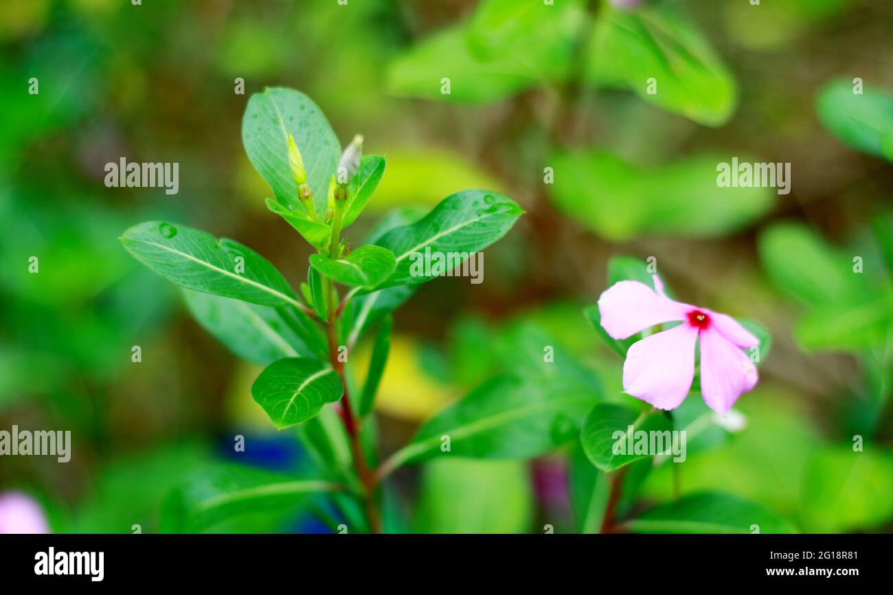 Madagascar periwinkle or tapak dara tree in the garden Stock Photo - Alamy