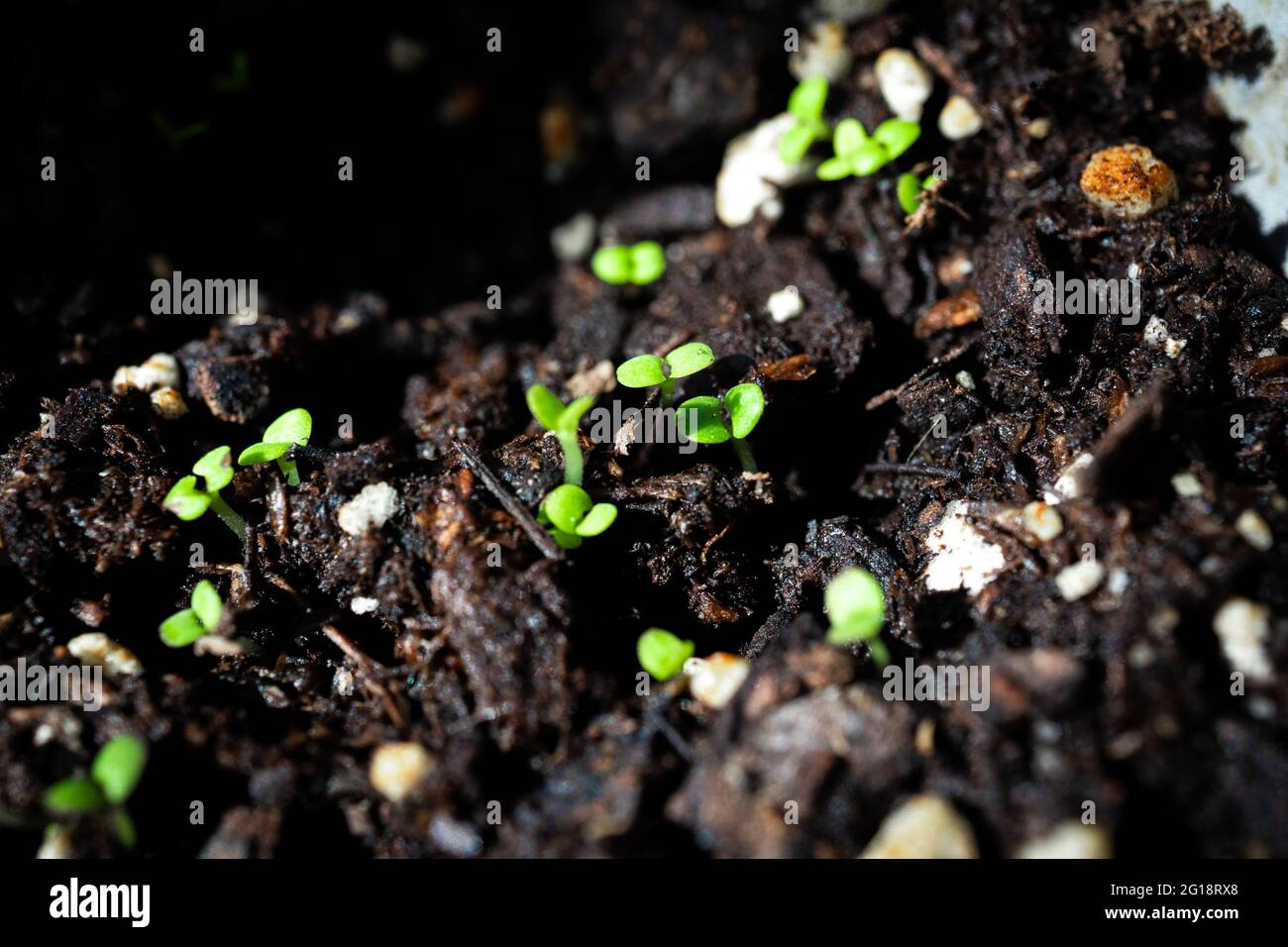 Basil seedlings hi-res stock photography and images - Alamy