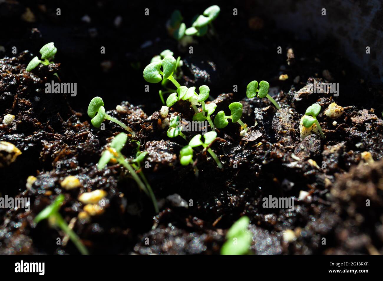 Basil seedlings hi-res stock photography and images - Alamy