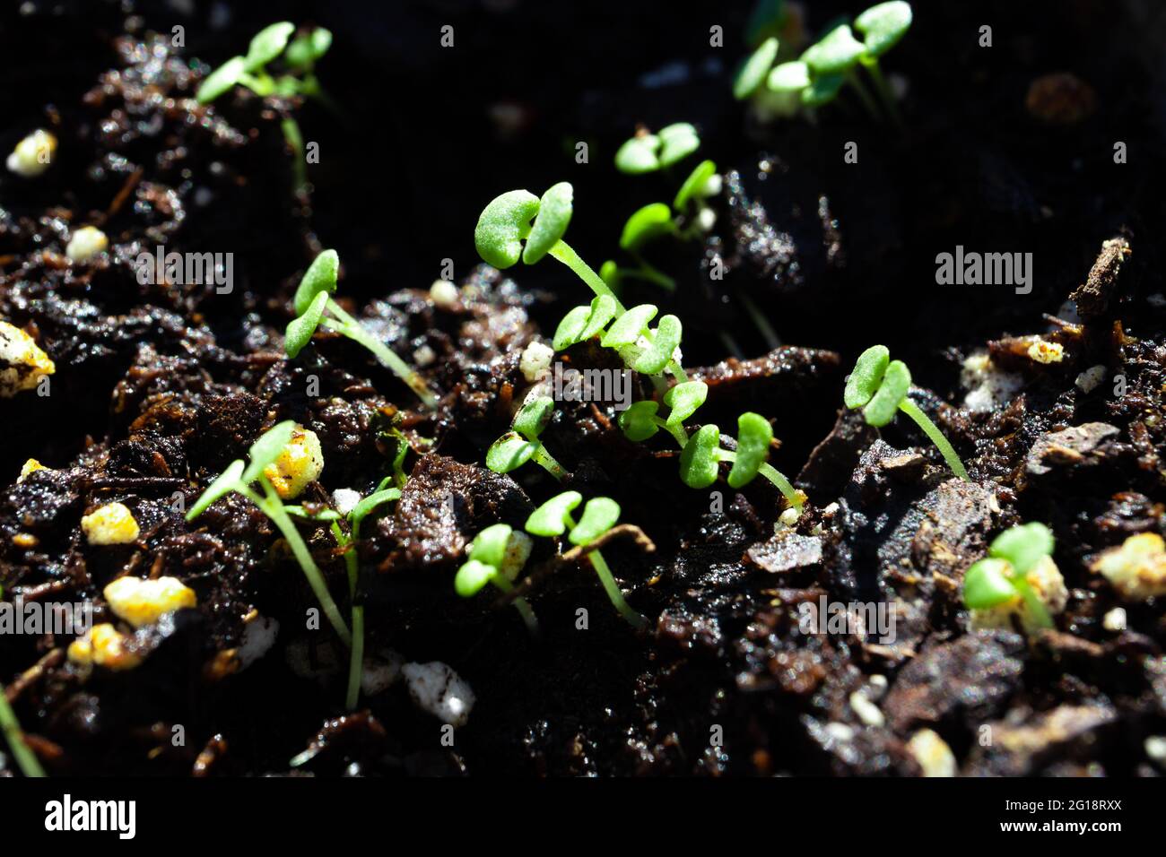 Basil seedlings hi-res stock photography and images - Alamy