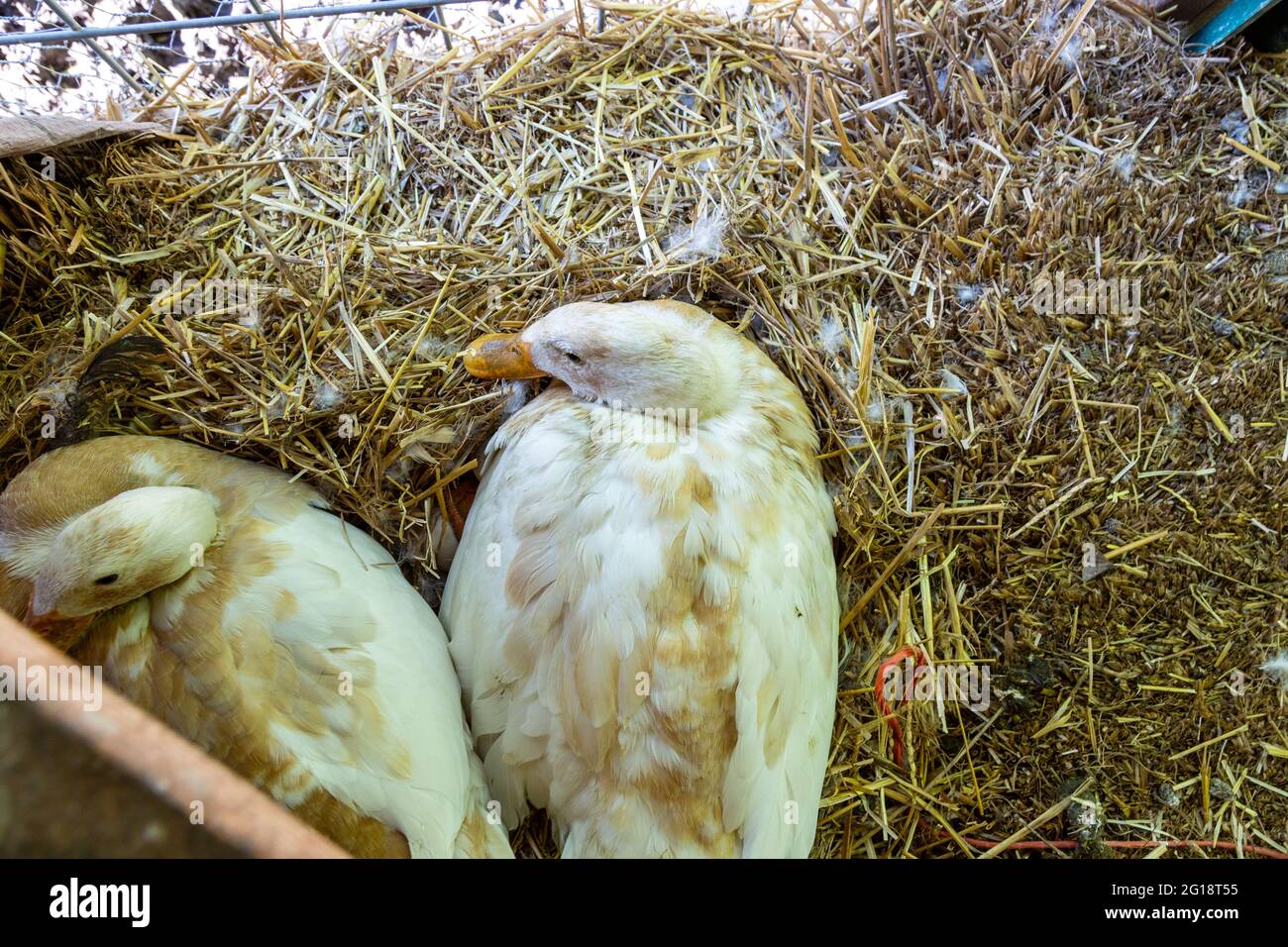Two Indian Runner ducks resting on their Spencerville, Indiana farm ...