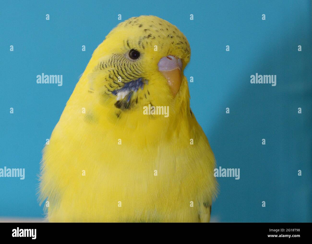 Yellow budgerigars hi-res stock photography and images - Alamy