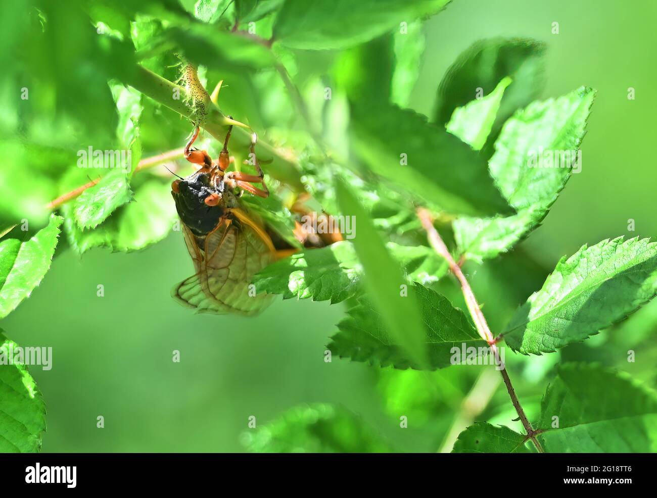 Brood X also known as the Great Eastern Brood Cicada seen in ...