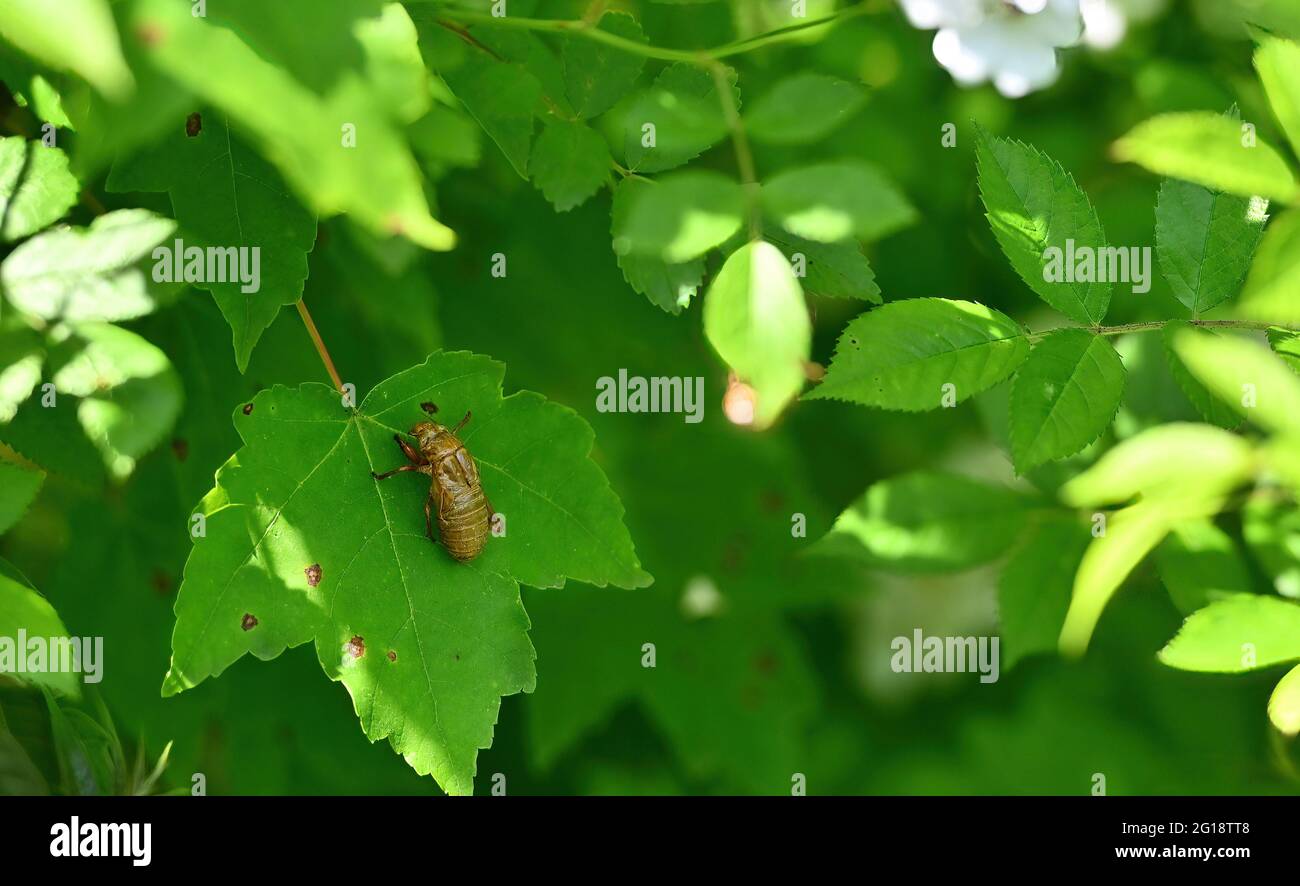 An exoskeleton Brood X also known as the Great Eastern Brood Cicada ...