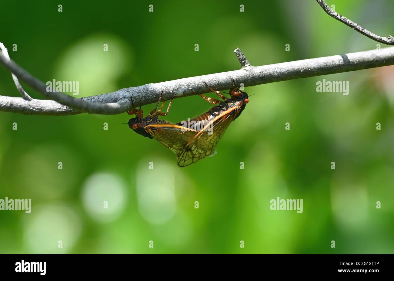 Brood X also known as the Great Eastern Brood Cicada seen mating in ...