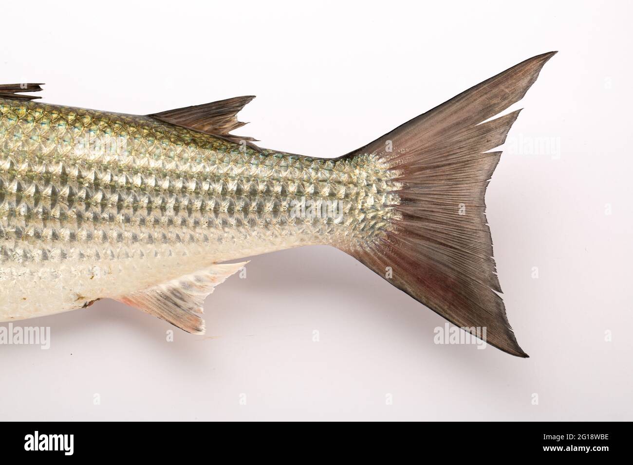 Fresh water fish-Rohu or Rui tail , close up and isolated on white ...