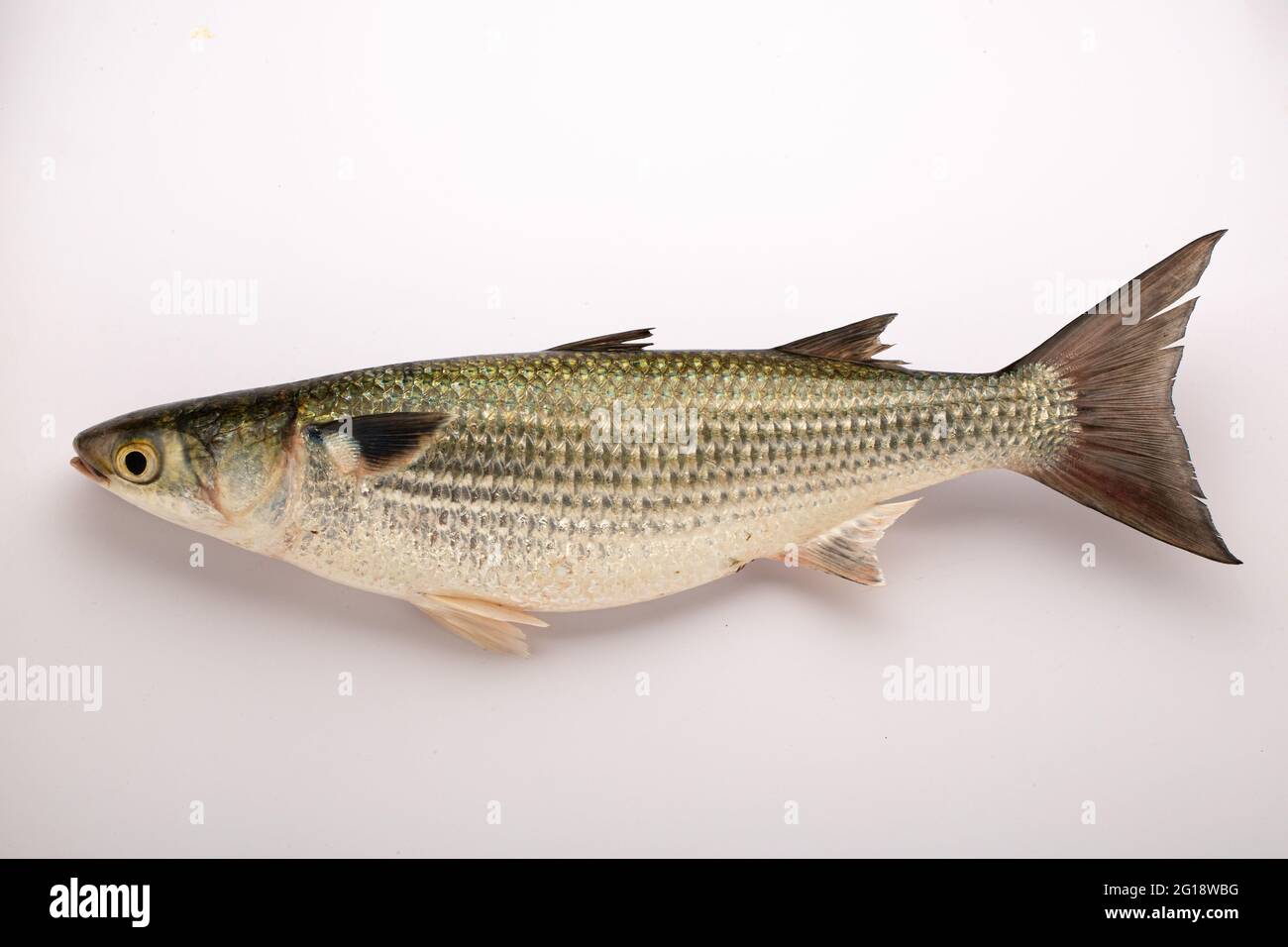 Labeo rohita hi-res stock photography and images - Alamy