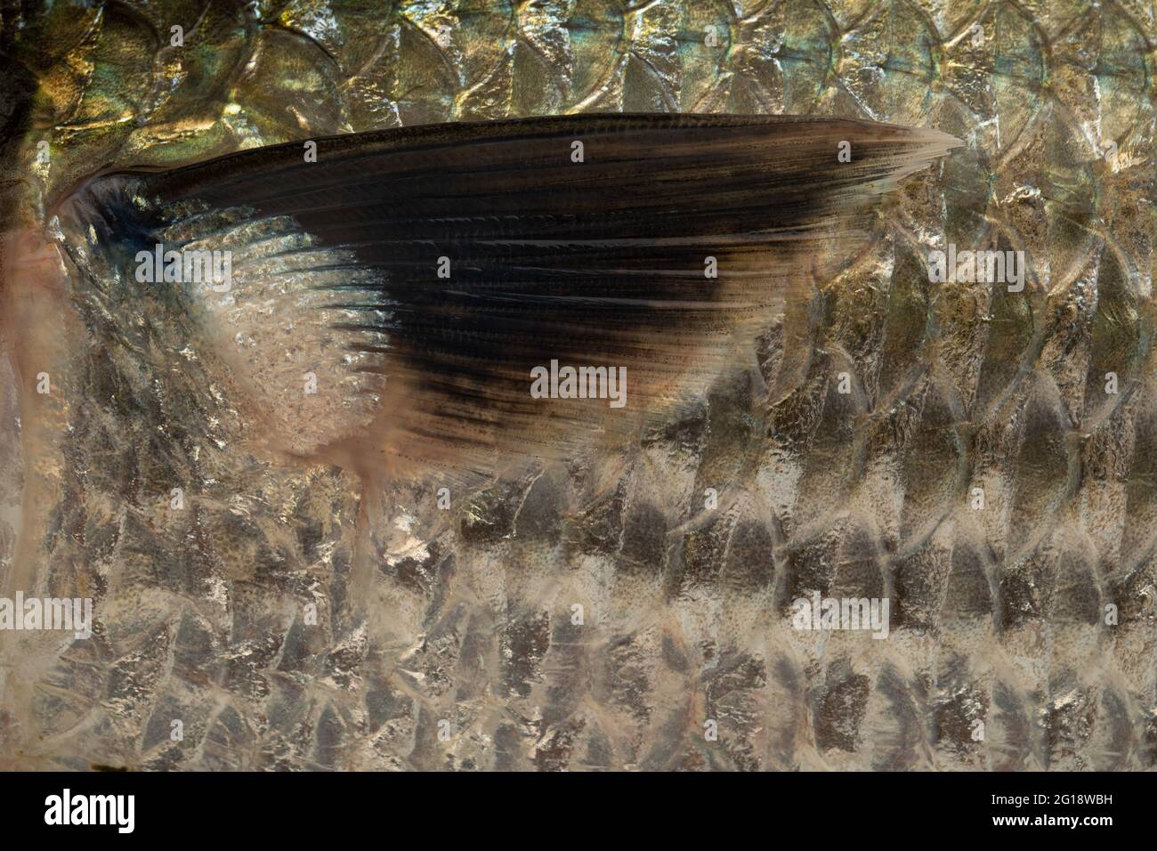 Fish Fin Texture