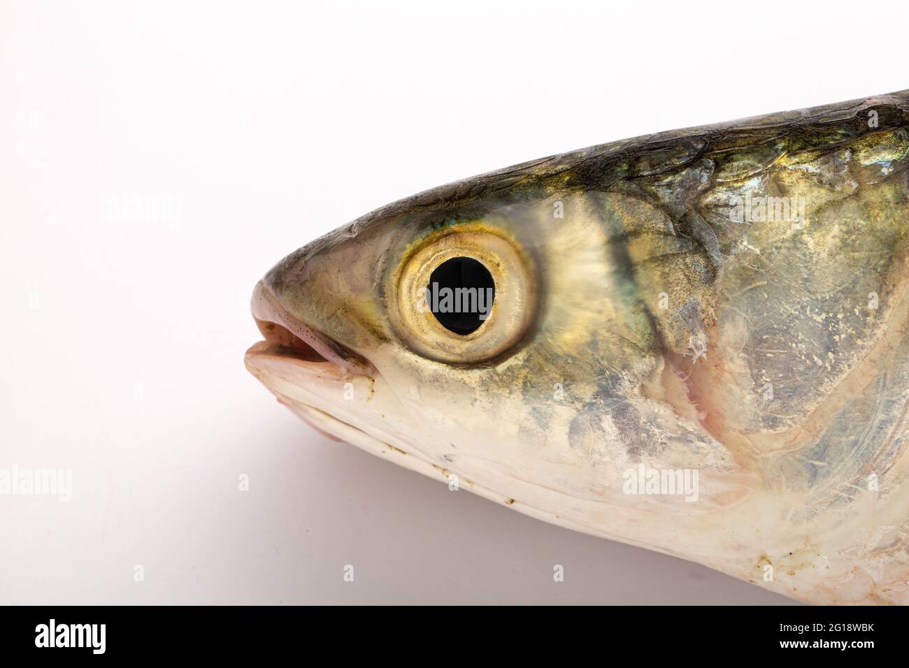 Fresh water fish-Rohu or Rui , isolated on white textured background ...