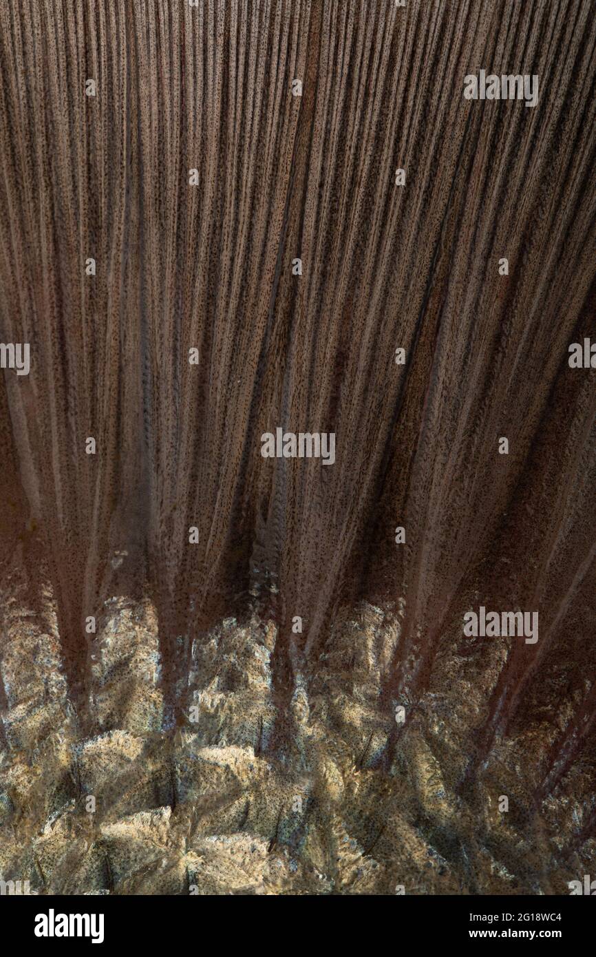 Fresh water fish-Rohu or Rui tail , close up and isolated on white ...