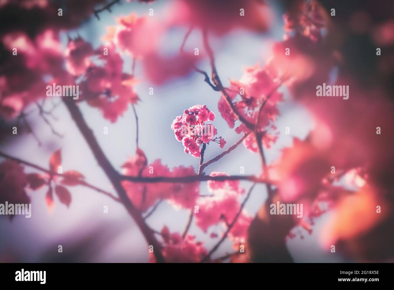 Dreamy light falling through the branches of a cherry blossom tree on a ...