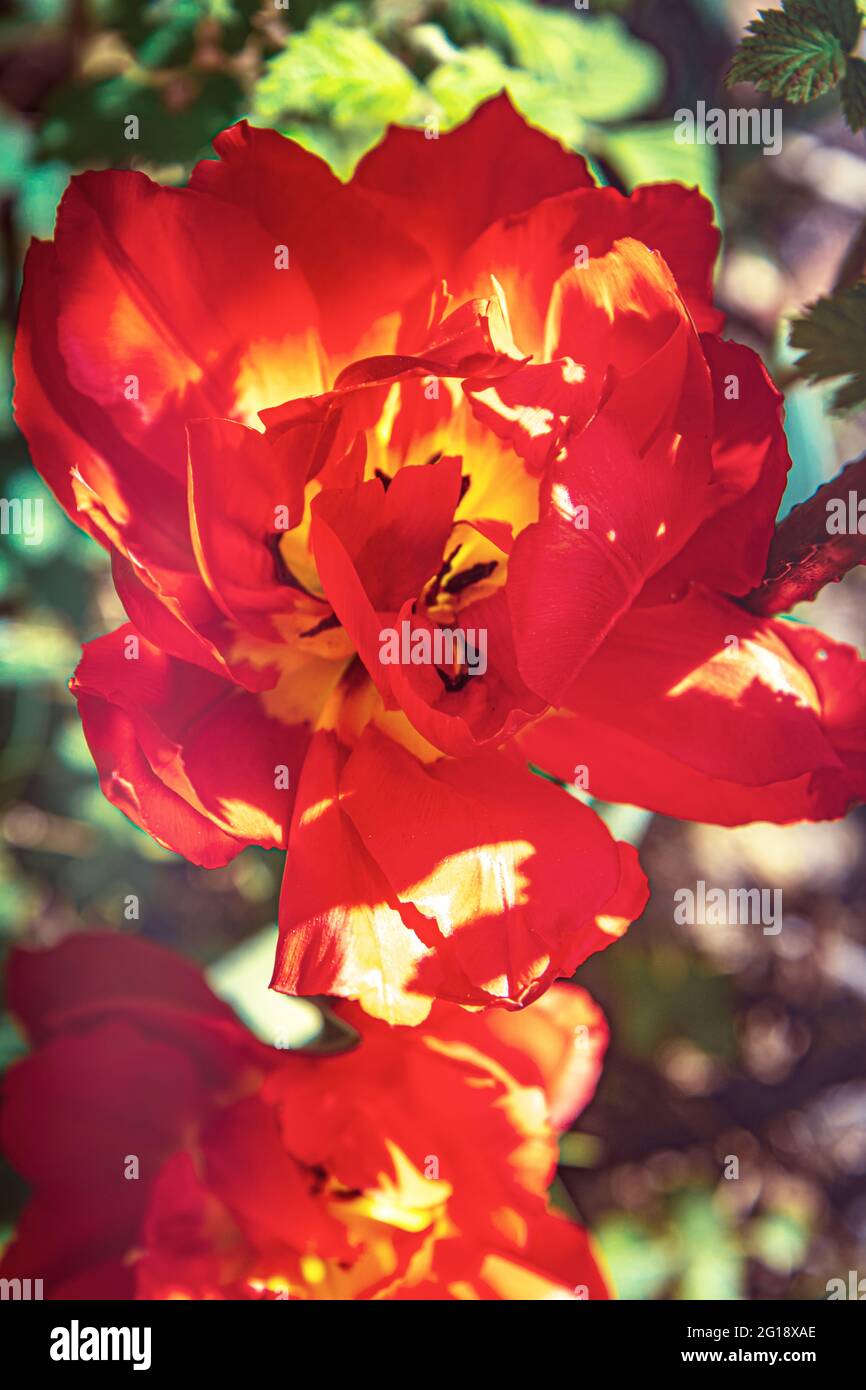The cheerful spring tulip Tulip in the garden sea of flowers as an open ...