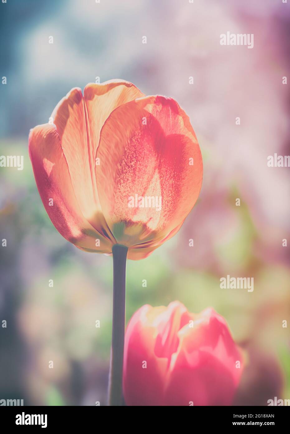 Atmospheric close-up of a tulip in the colorful sea of tulips in ...