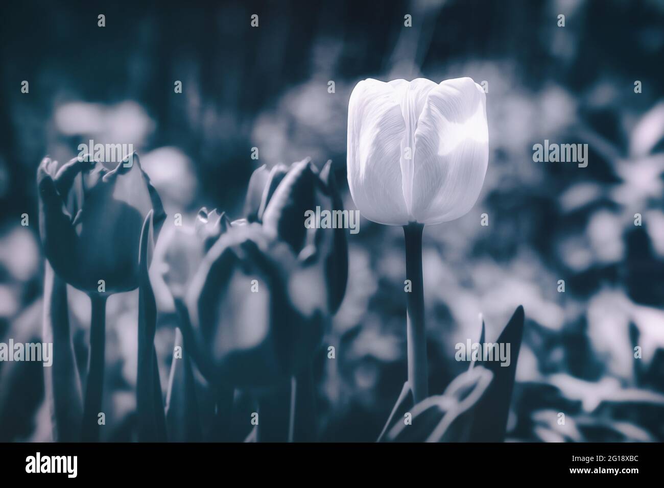 Tulip poster in focus with atmospheric, colorful sea of tulips in ...