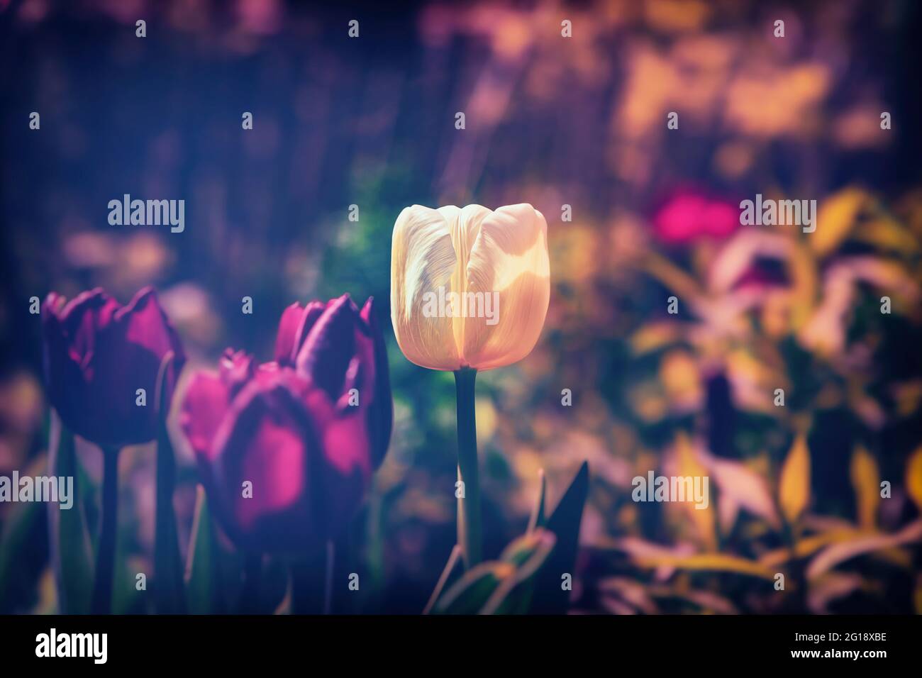 Tulip poster in focus with atmospheric, colorful sea of tulips in ...