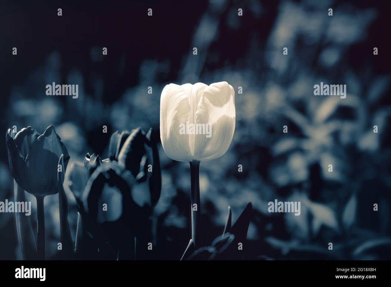 Tulip poster in focus with atmospheric, colorful sea of tulips in ...