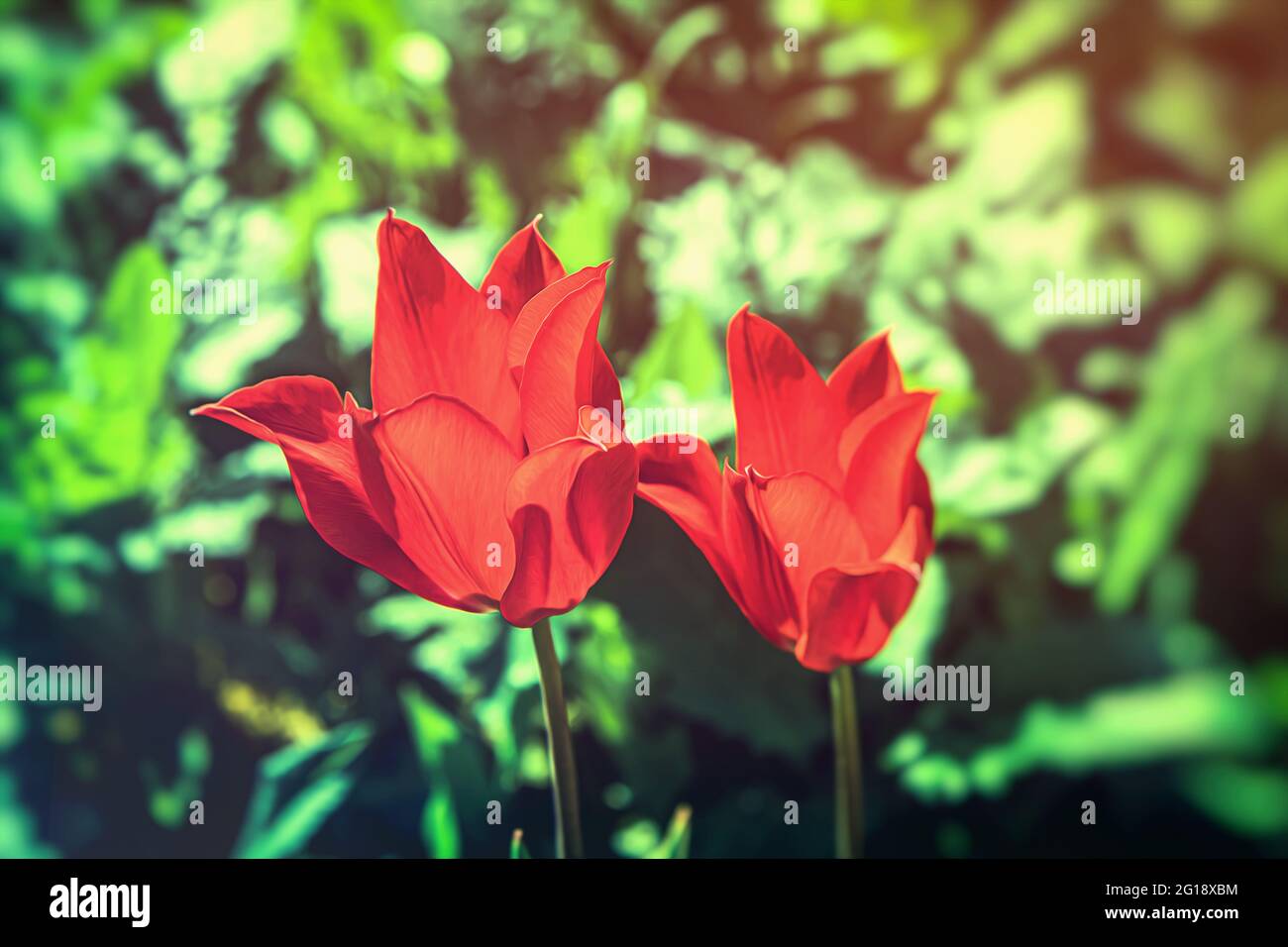 The cheerful spring tulip Tulip in the garden sea of flowers as an open ...