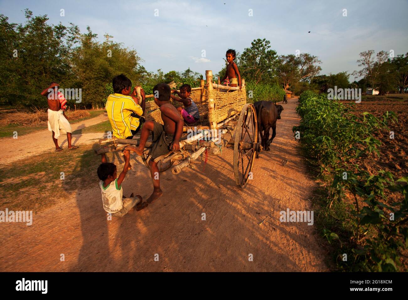 Rural Indian boys riding and making fun with bull carts Stock Photo - Alamy