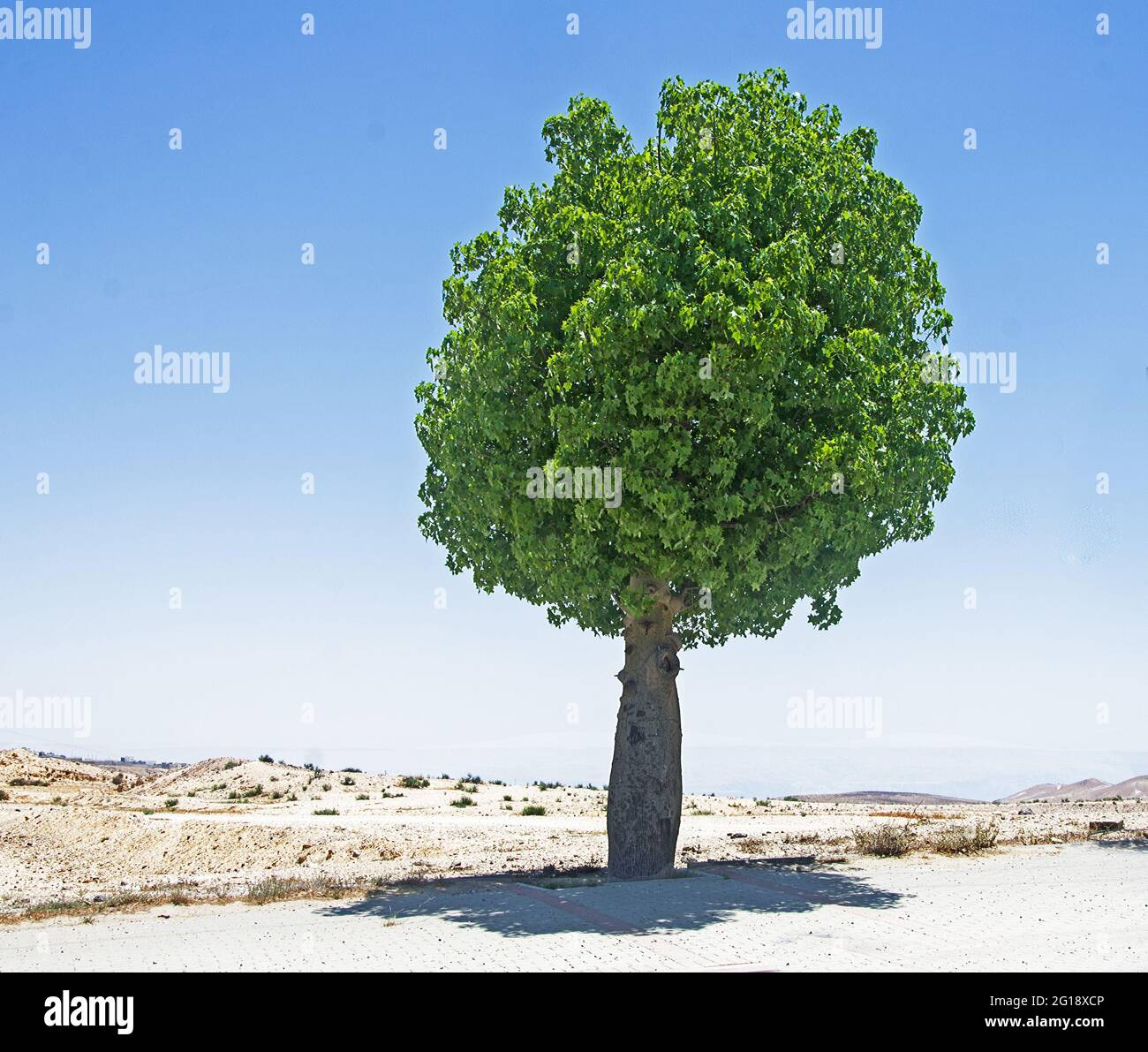 Ornamental tree in Israel at spring Stock Photo - Alamy