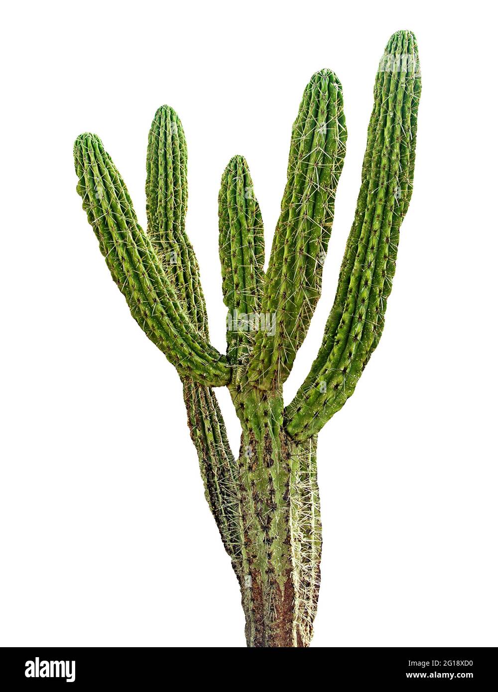 Cactus isolated on white background Stock Photo - Alamy