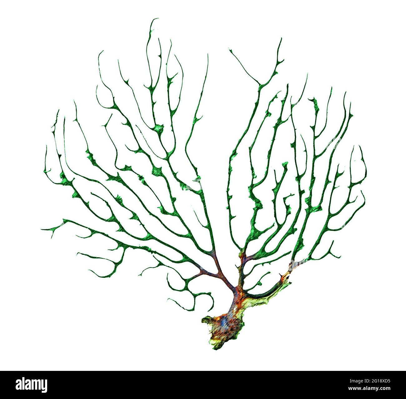 Dry algae isolated on white background Stock Photo - Alamy