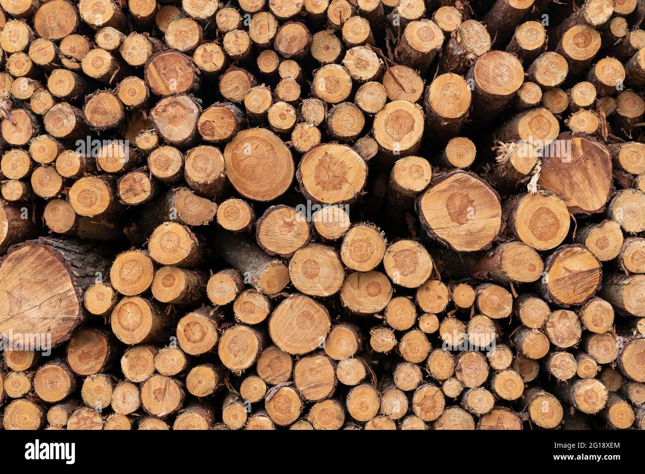 Different tree trunks hi-res stock photography and images - Alamy